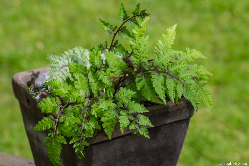 Athyrium niponicum var. pictum ‘Red Beauty’ – Le jardin de papi Jo