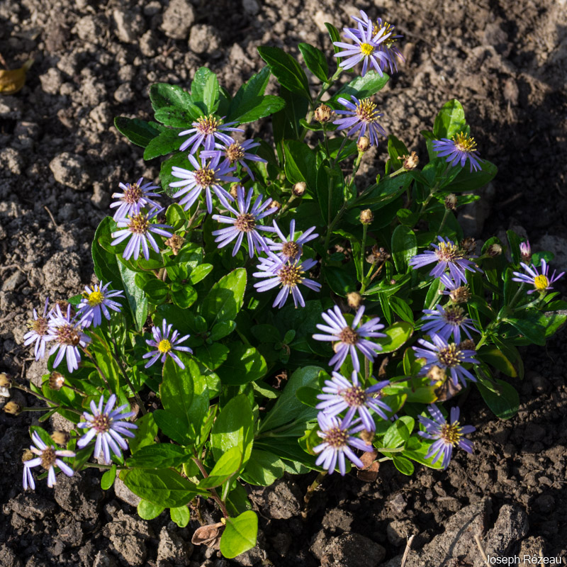 Kalimeris incisa ‘Blue Star’ – Le jardin de papi Jo