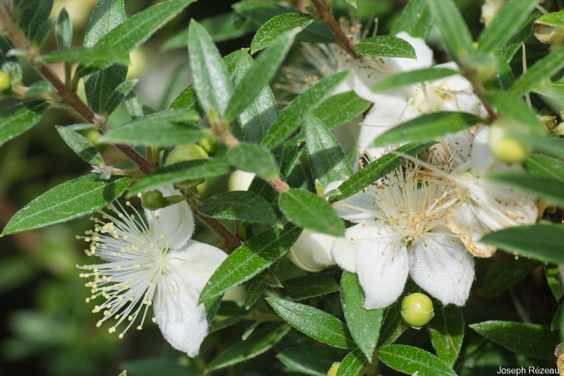 Myrtus communis ‘Microphylla’ – Le jardin de papi Jo