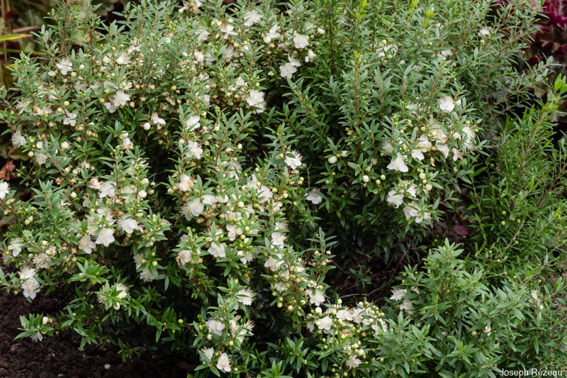 Myrtus communis ‘Microphylla’ – Le jardin de papi Jo