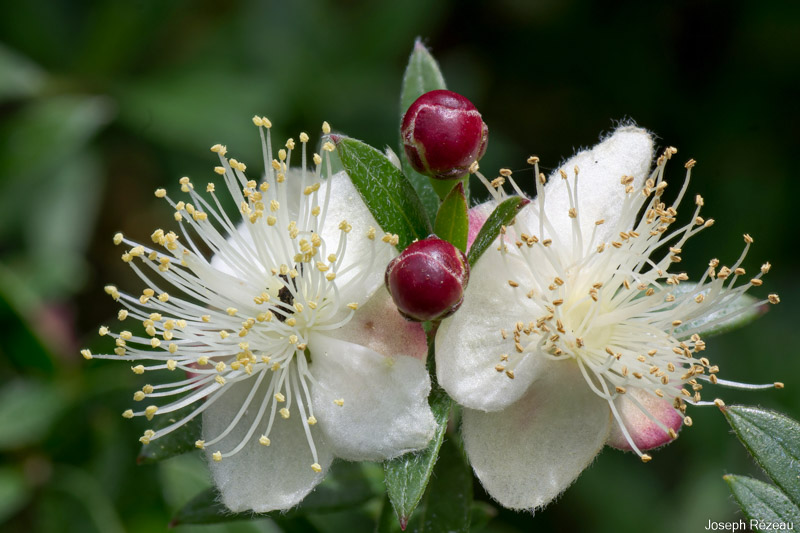 Myrtus communis ‘Microphylla’ – Le jardin de papi Jo
