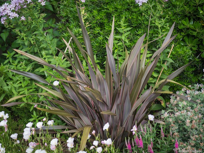Phormium ‘Pink Stripe’ – Le jardin de papi Jo