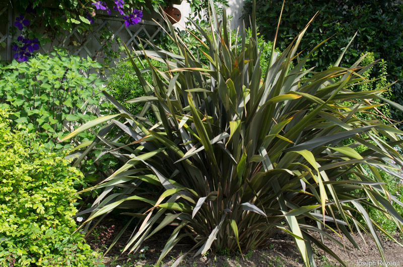 Phormium ‘Pink Stripe’ – Le jardin de papi Jo