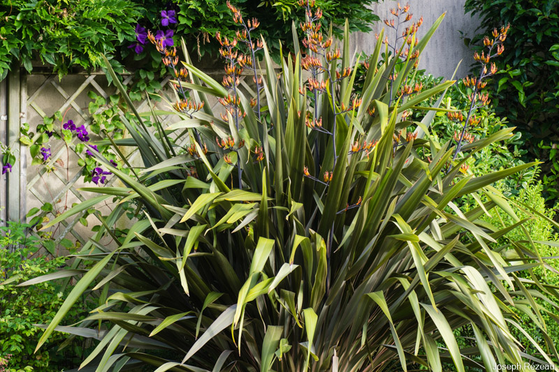 Phormium ‘Pink Stripe’ – Le jardin de papi Jo