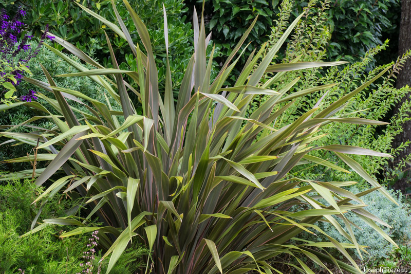 Phormium ‘Pink Stripe’ – Le jardin de papi Jo